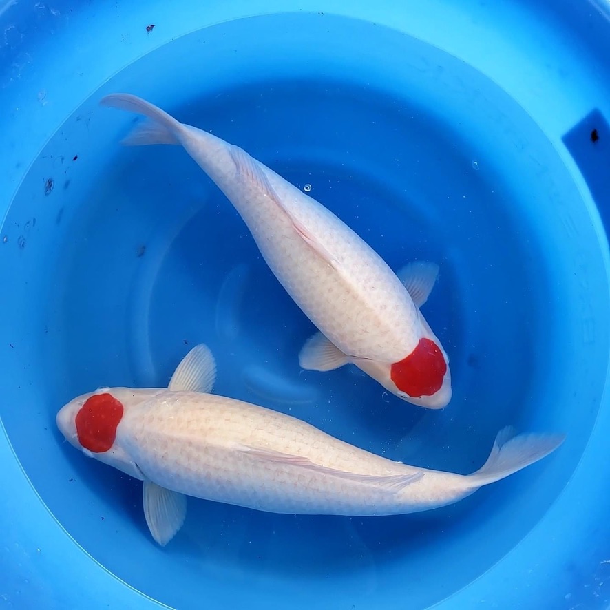 Types of Koi Varieties