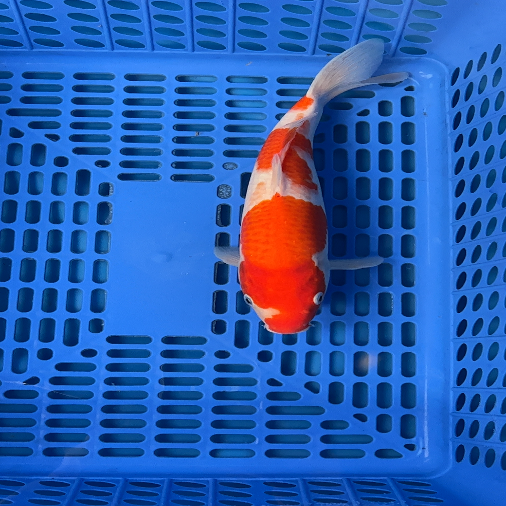 Buy original Japanese Koi fish online in India from our online store ...