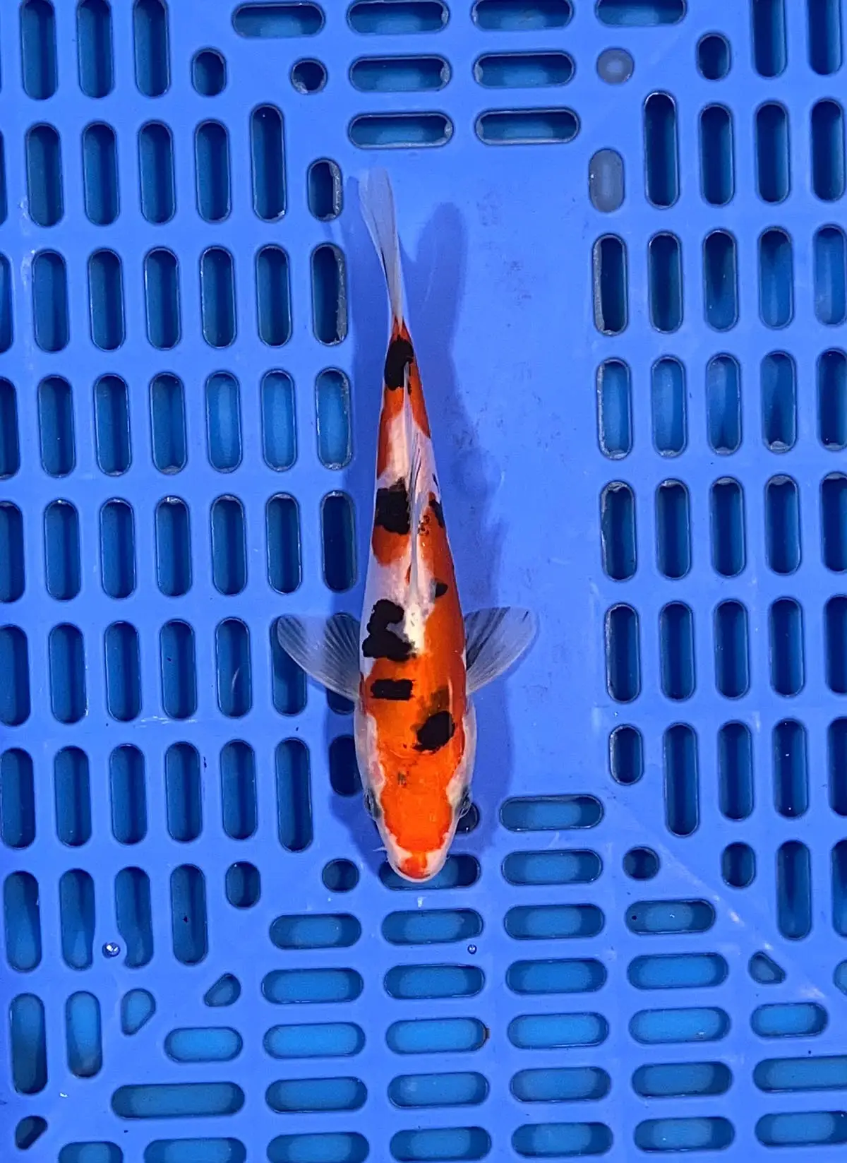 Buy Original Japanese koi fish Online in India