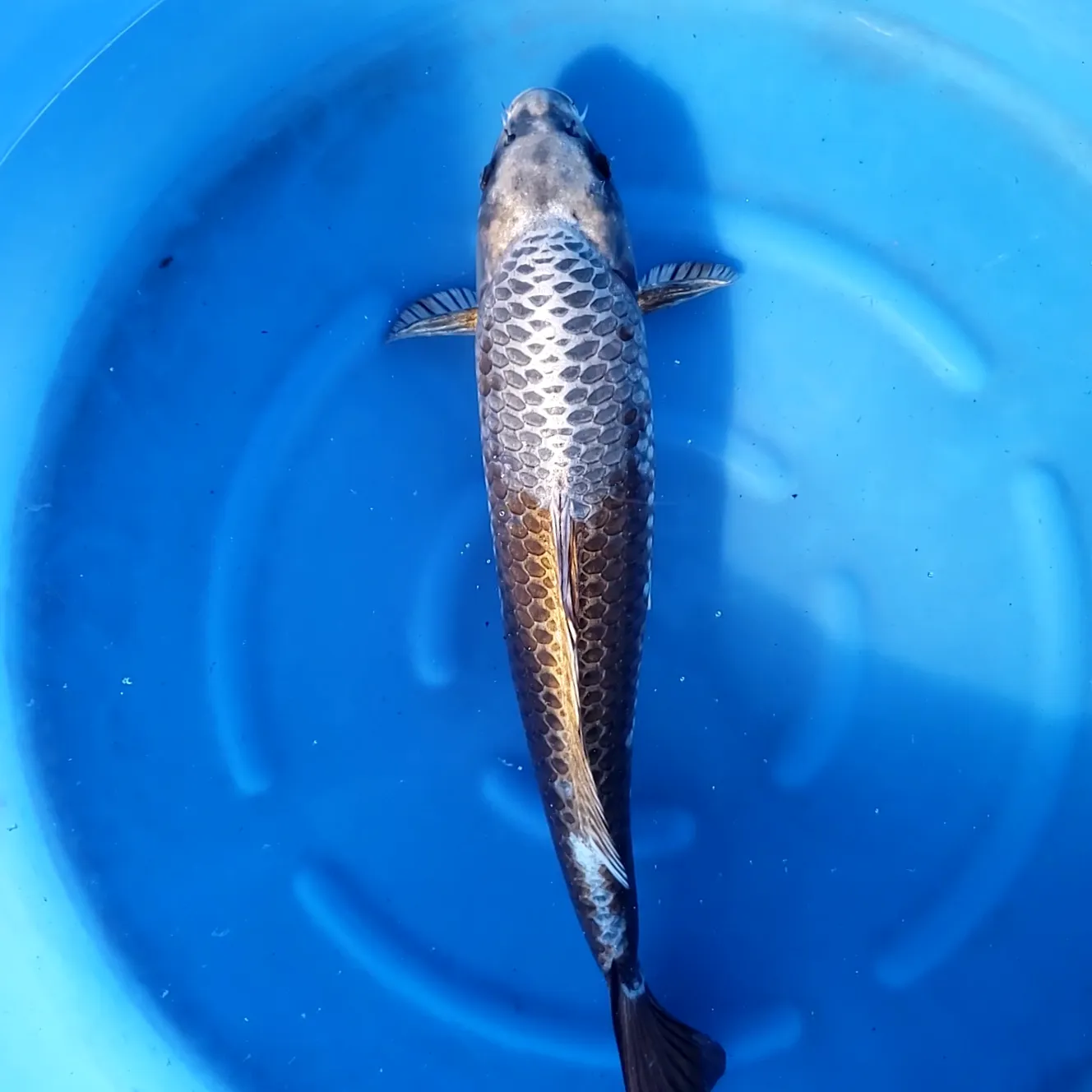 Ki Matsuba [Female] 65cm - NFP3 - Buy Japanese koi fish for sales ...