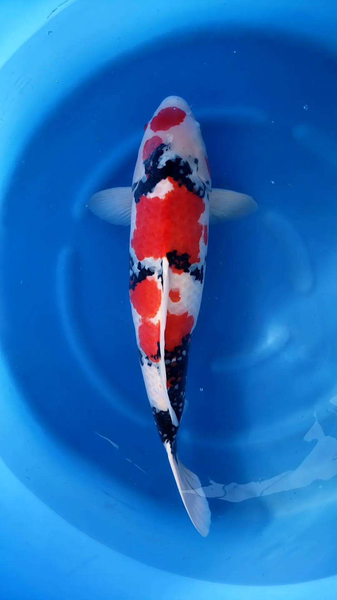 Marutan Kindai Showa 79cm - NFP3 - Buy Japanese koi fish for sales ...