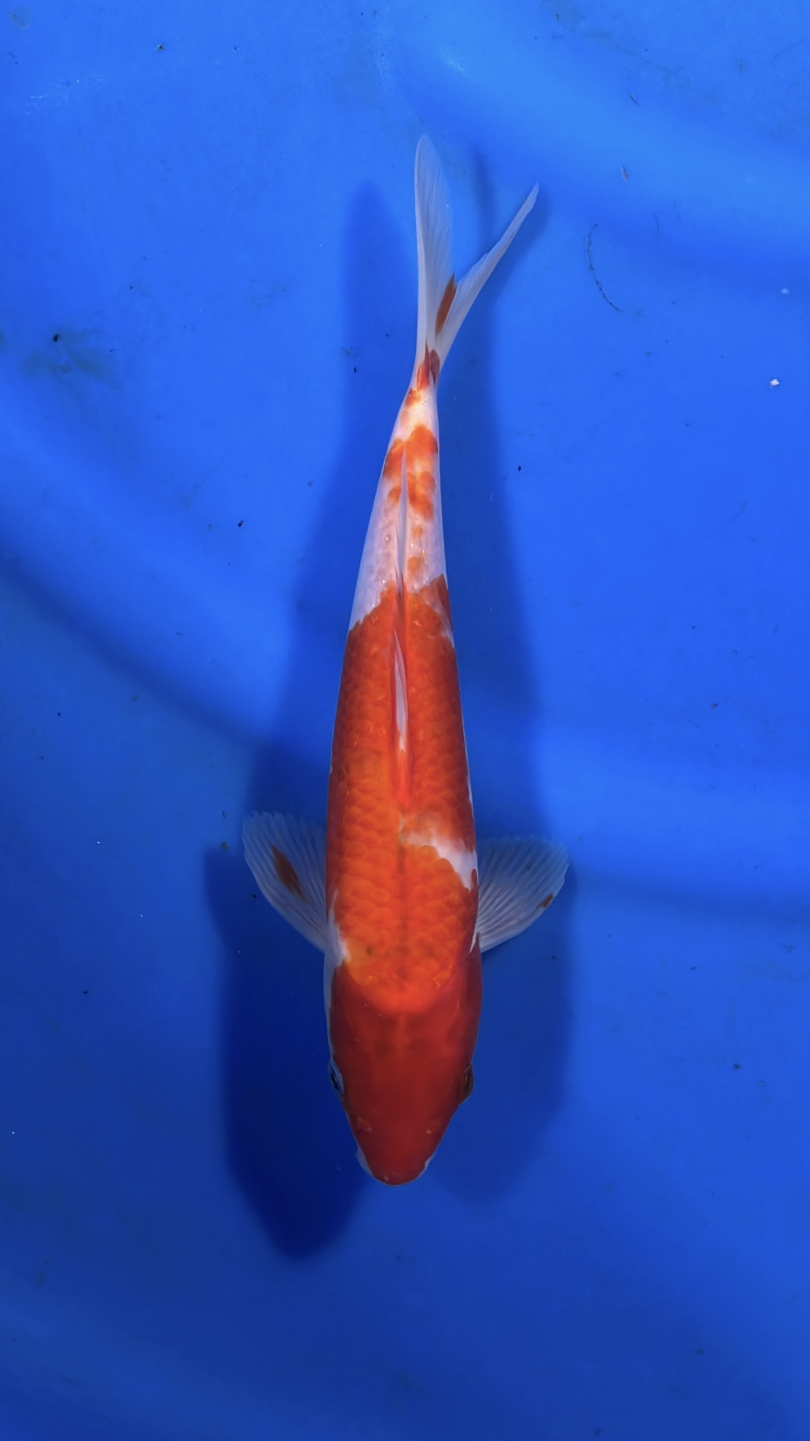 Buy Original Japanese koi fish Online in India
