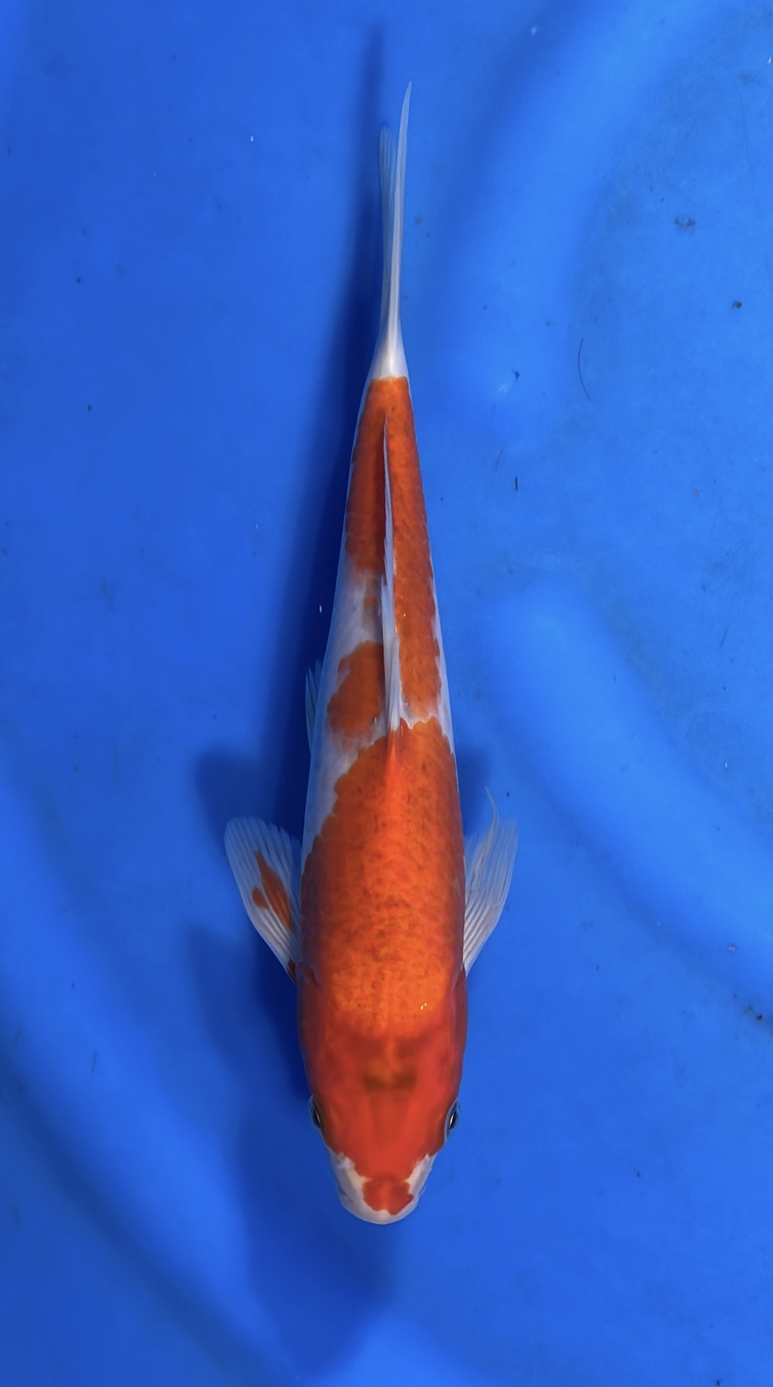 Buy Original Japanese koi fish Online in India