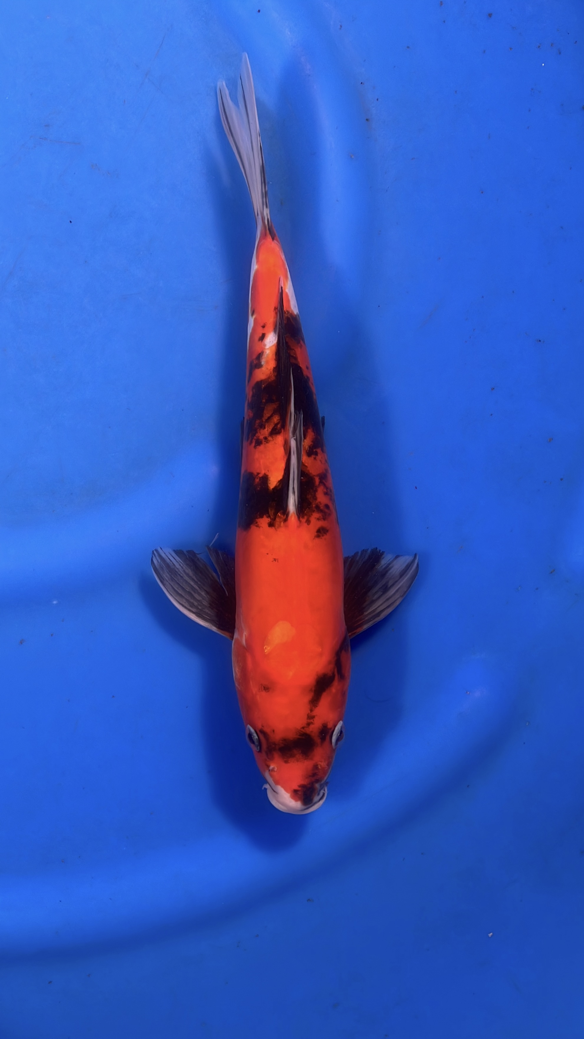 Buy Showa Japanese Koi fish online in India