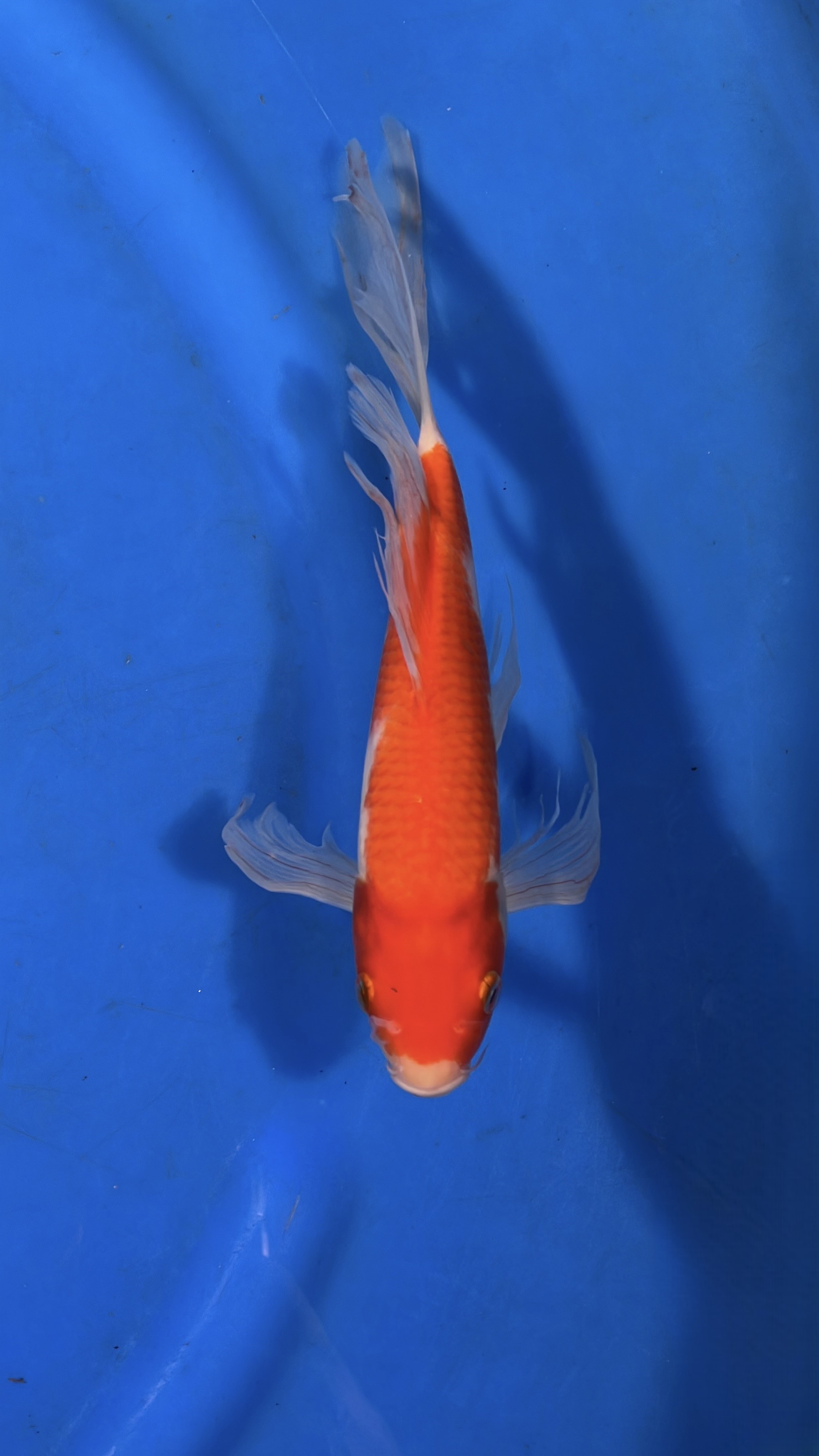Buy Original Japanese koi fish Online in India