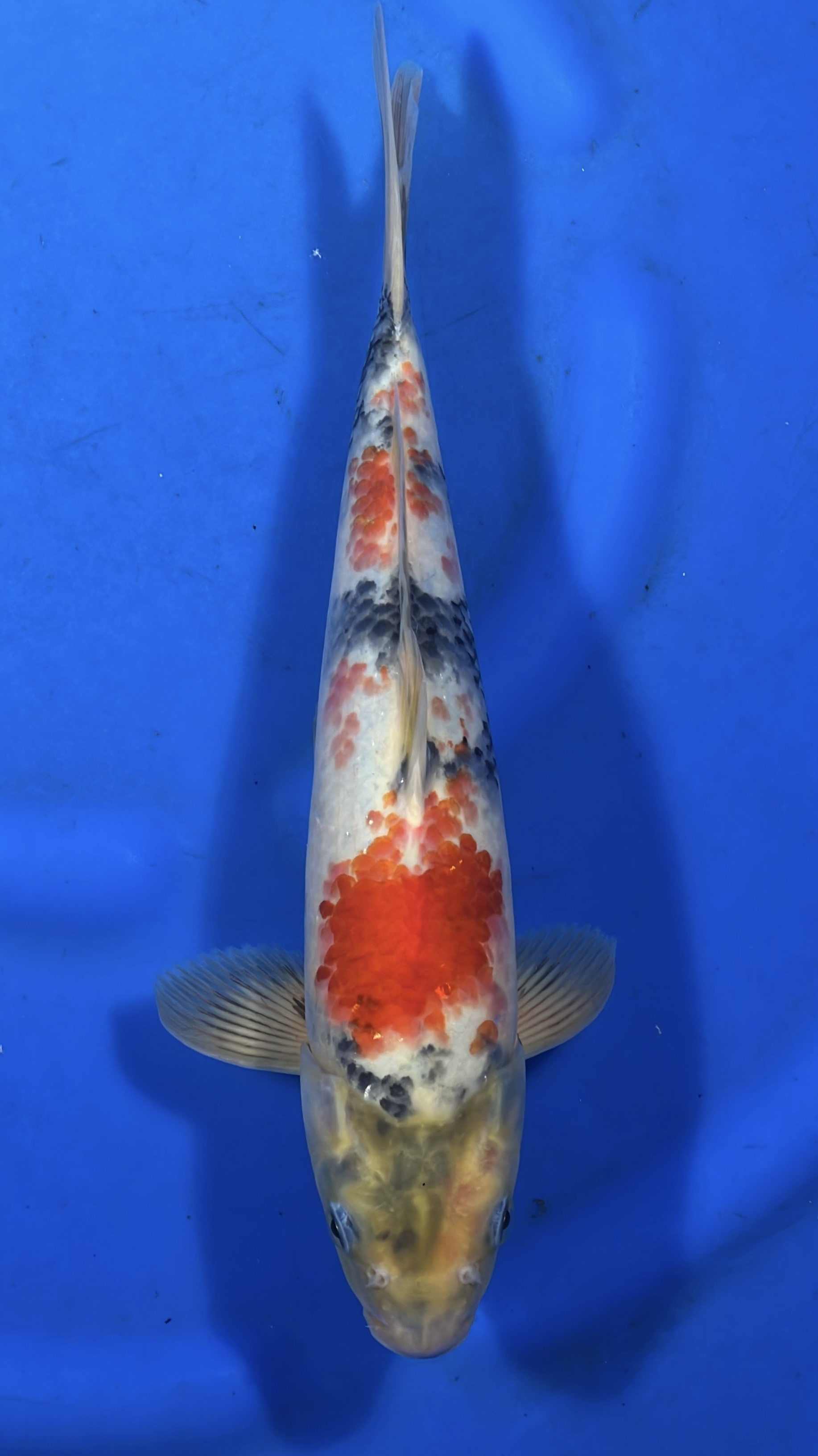 Buy Showa Japanese Koi fish online in India