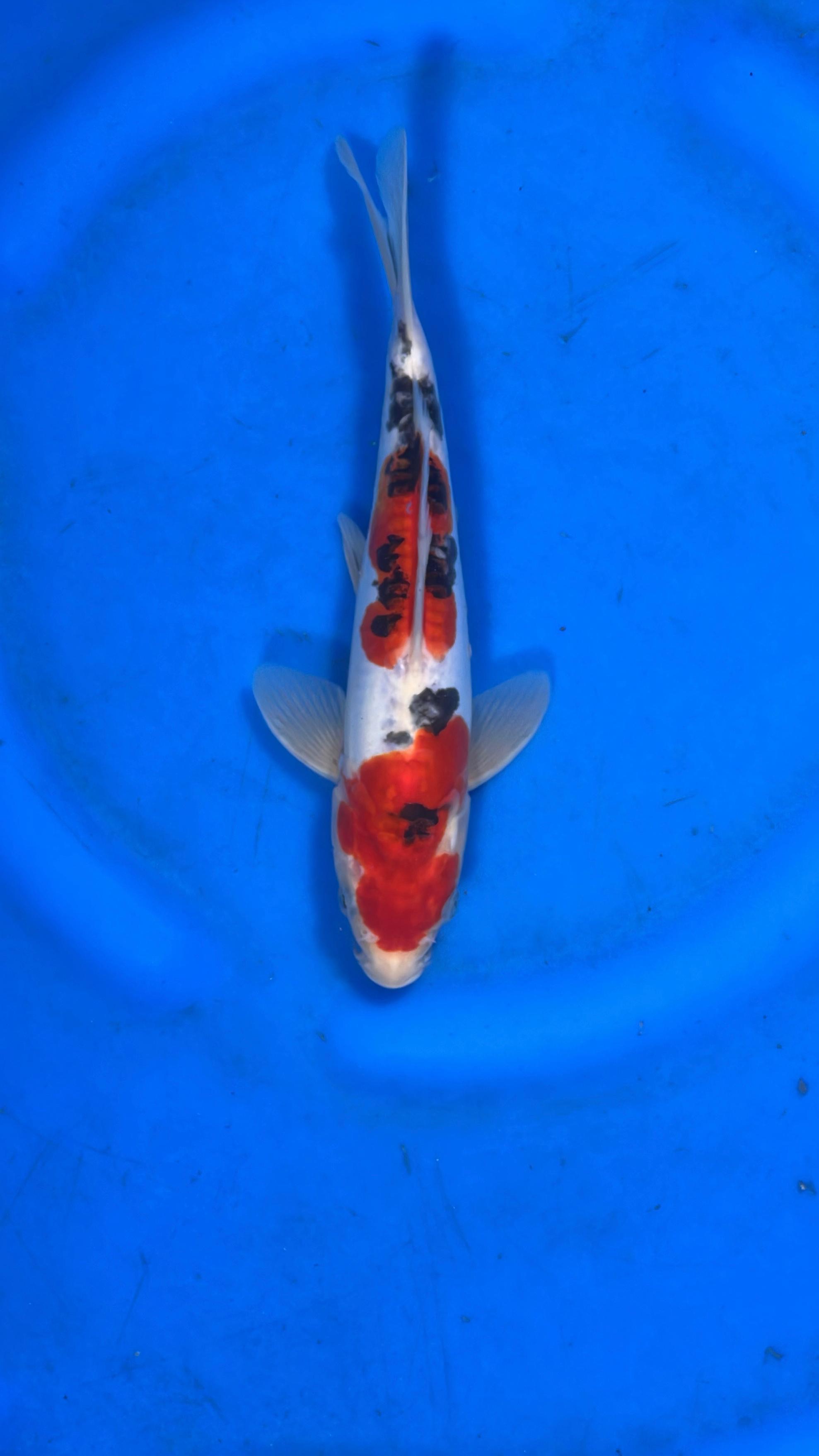 Buy Original Japanese koi fish Online in India