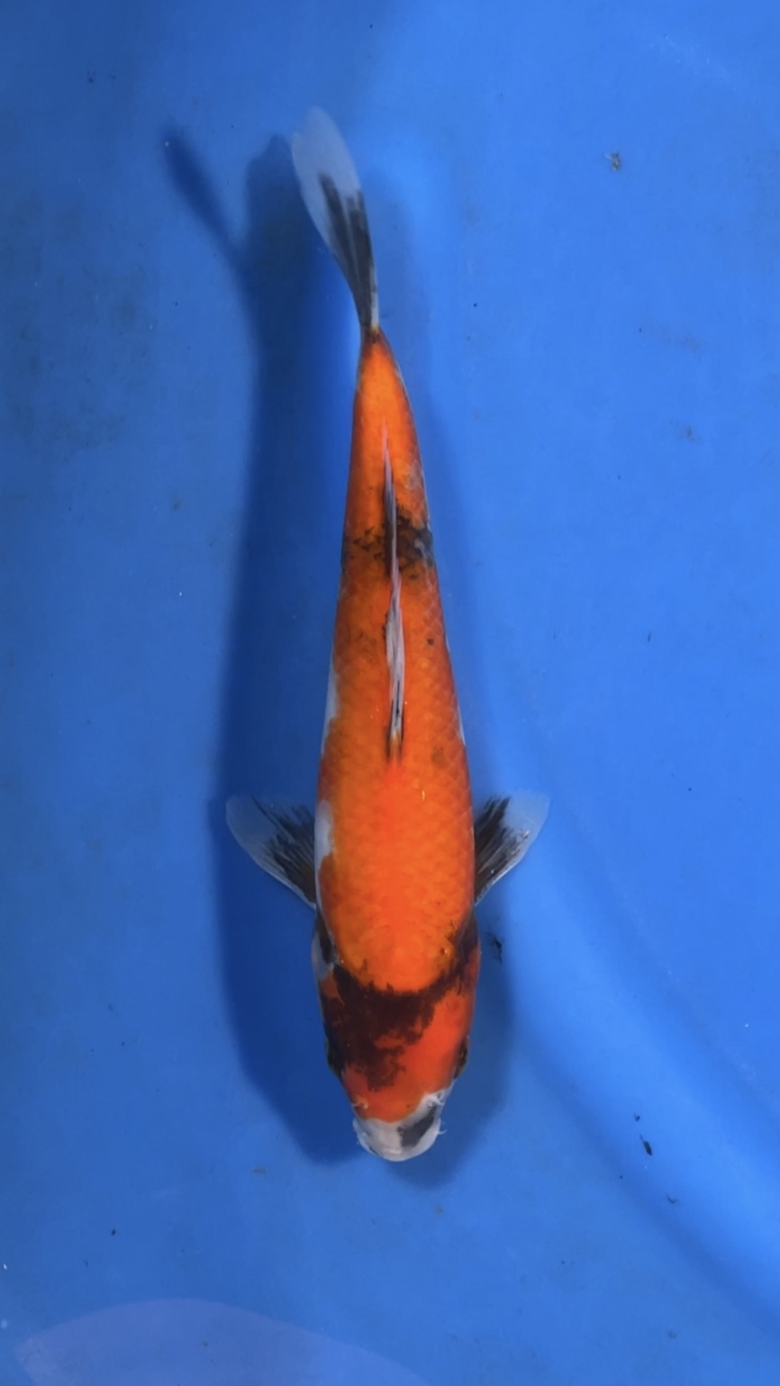 Buy Showa Japanese Koi fish online in India