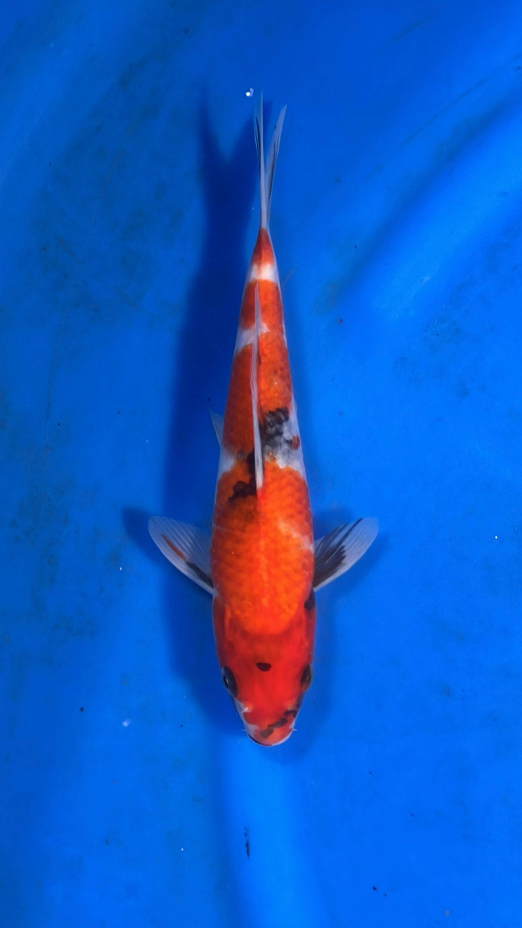 Buy Showa Japanese Koi fish online in India