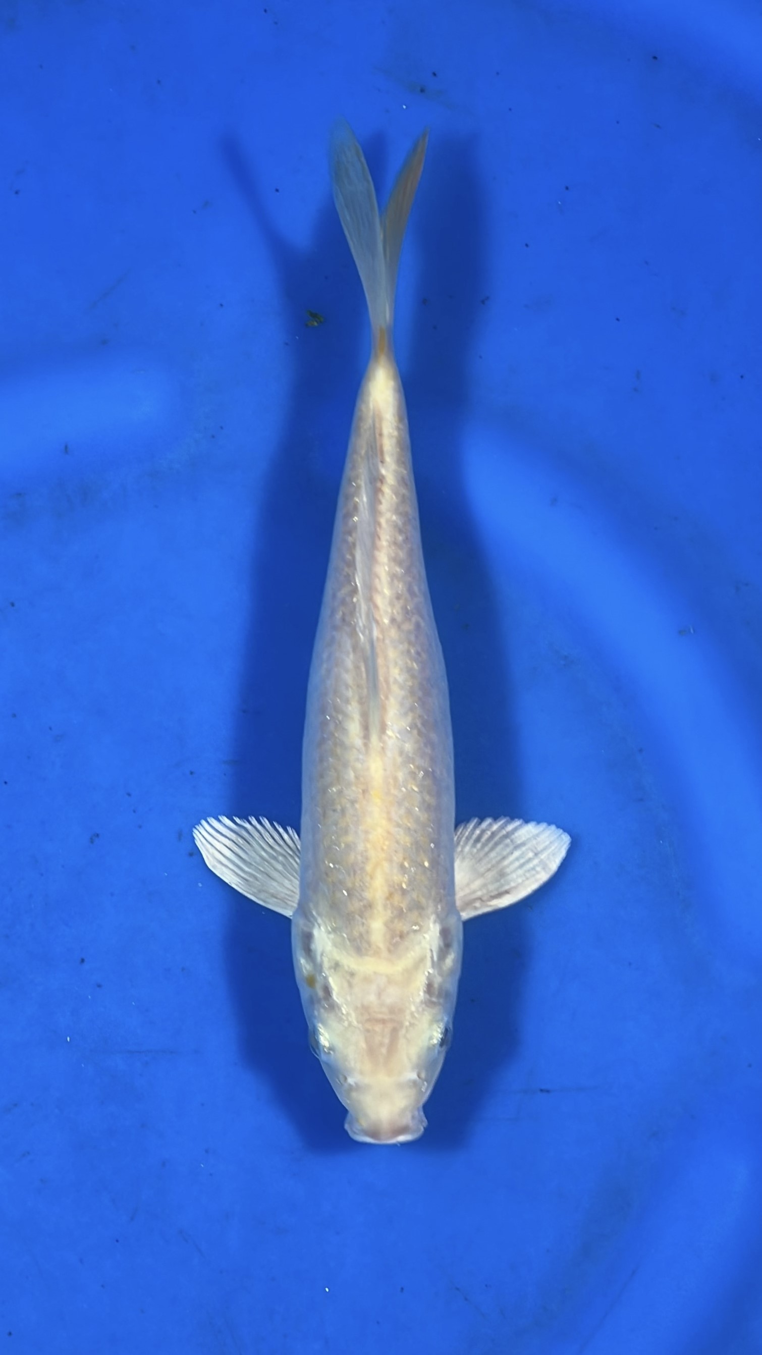 Buy Original Japanese koi fish Online in India