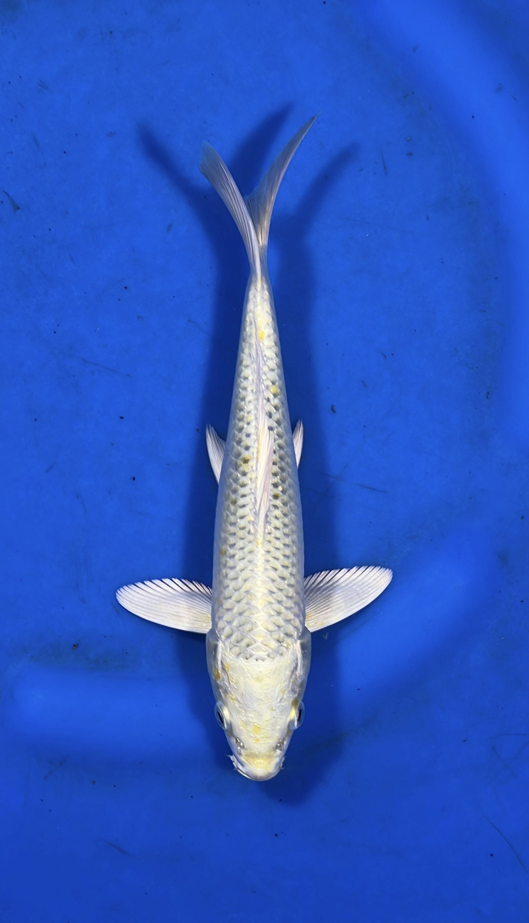 Buy Original Japanese koi fish Online in India