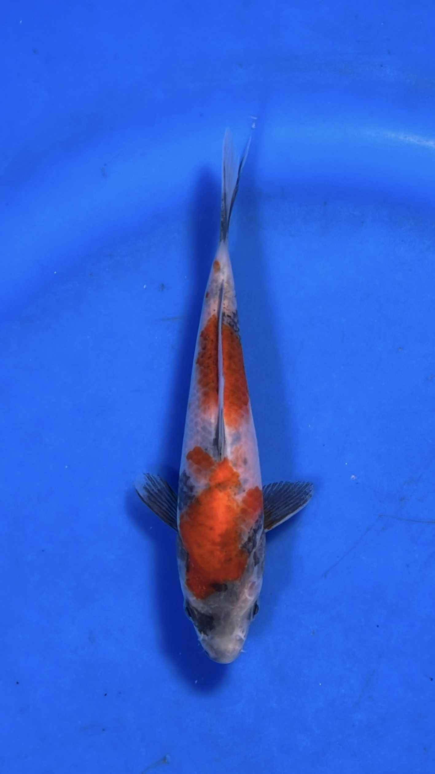 Buy Showa Japanese Koi fish online in India