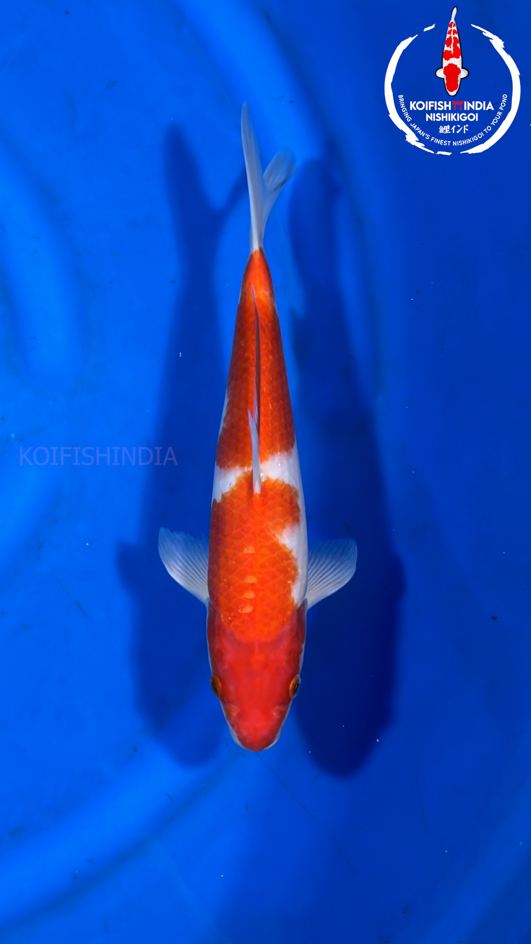 Buy Original Japanese koi fish Online in India