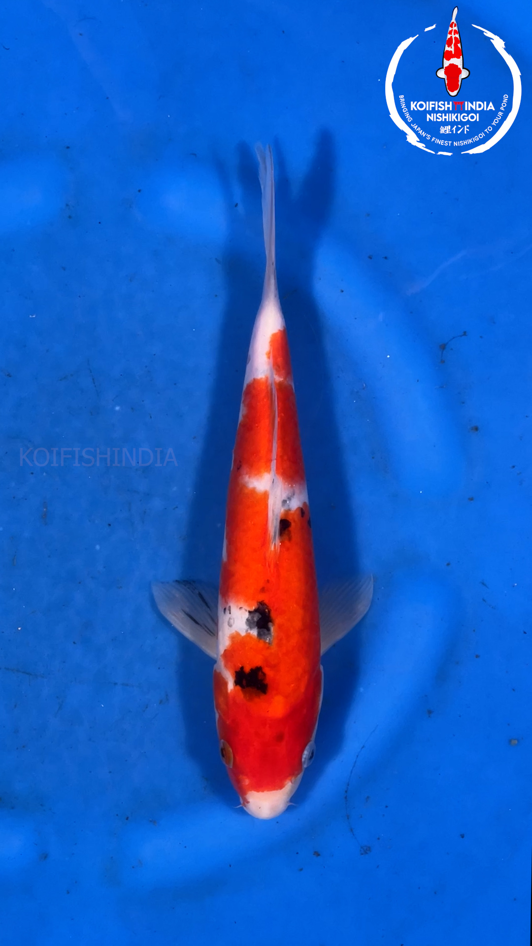 Buy Original Japanese koi fish Online in India
