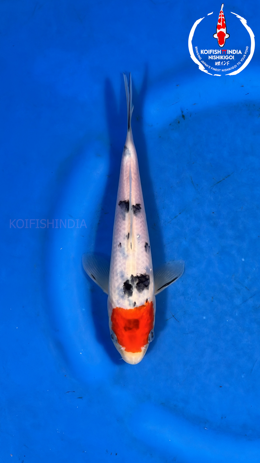 Buy Original Japanese koi fish Online in India