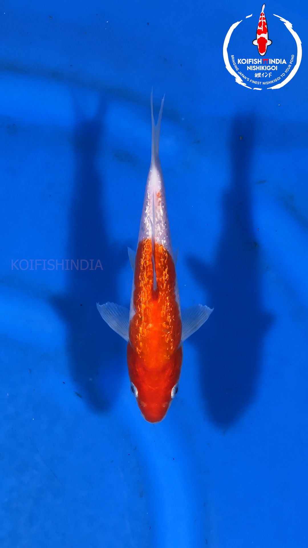 Buy Original Japanese koi fish Online in India
