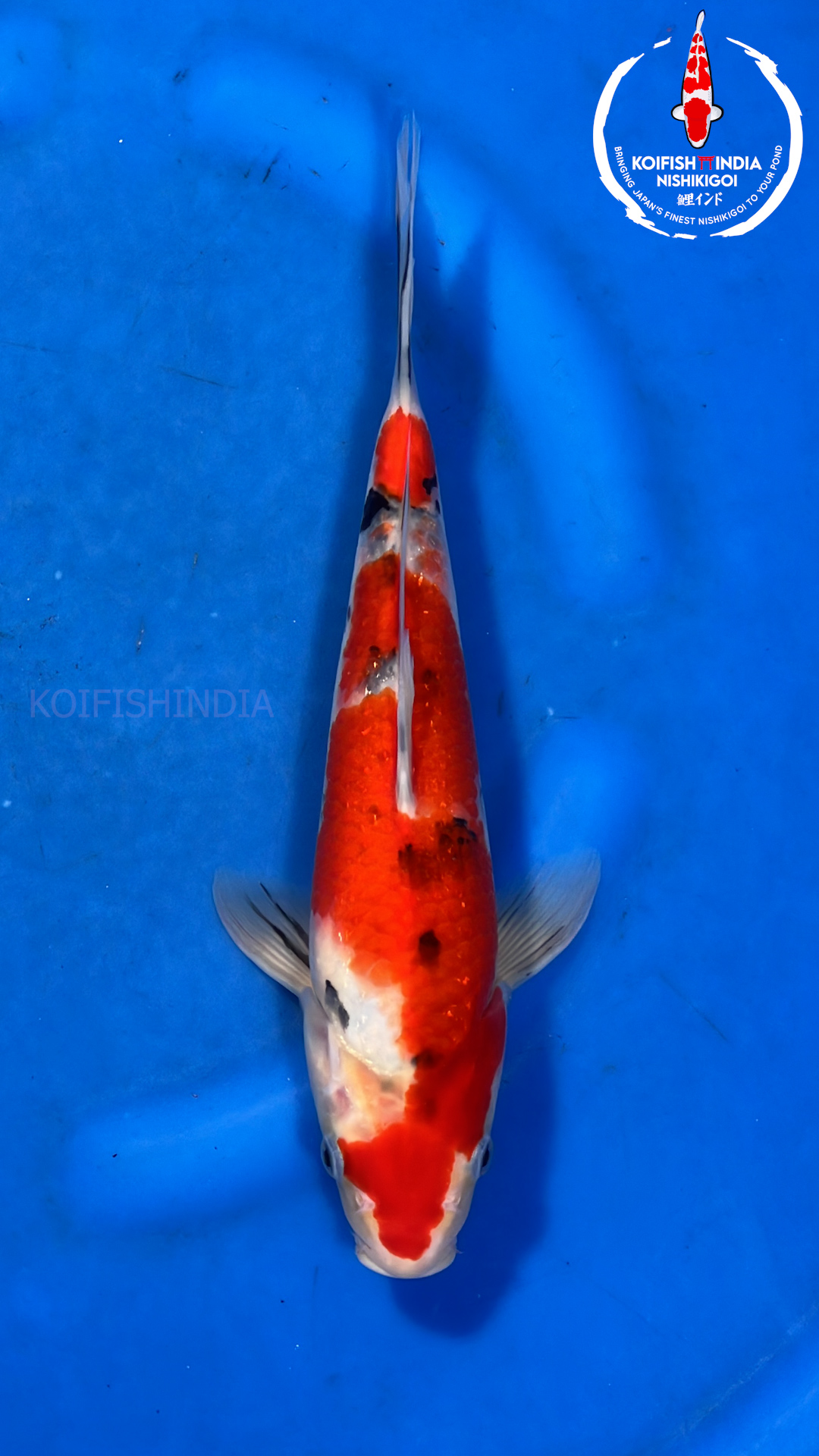 Buy Original Japanese koi fish Online in India