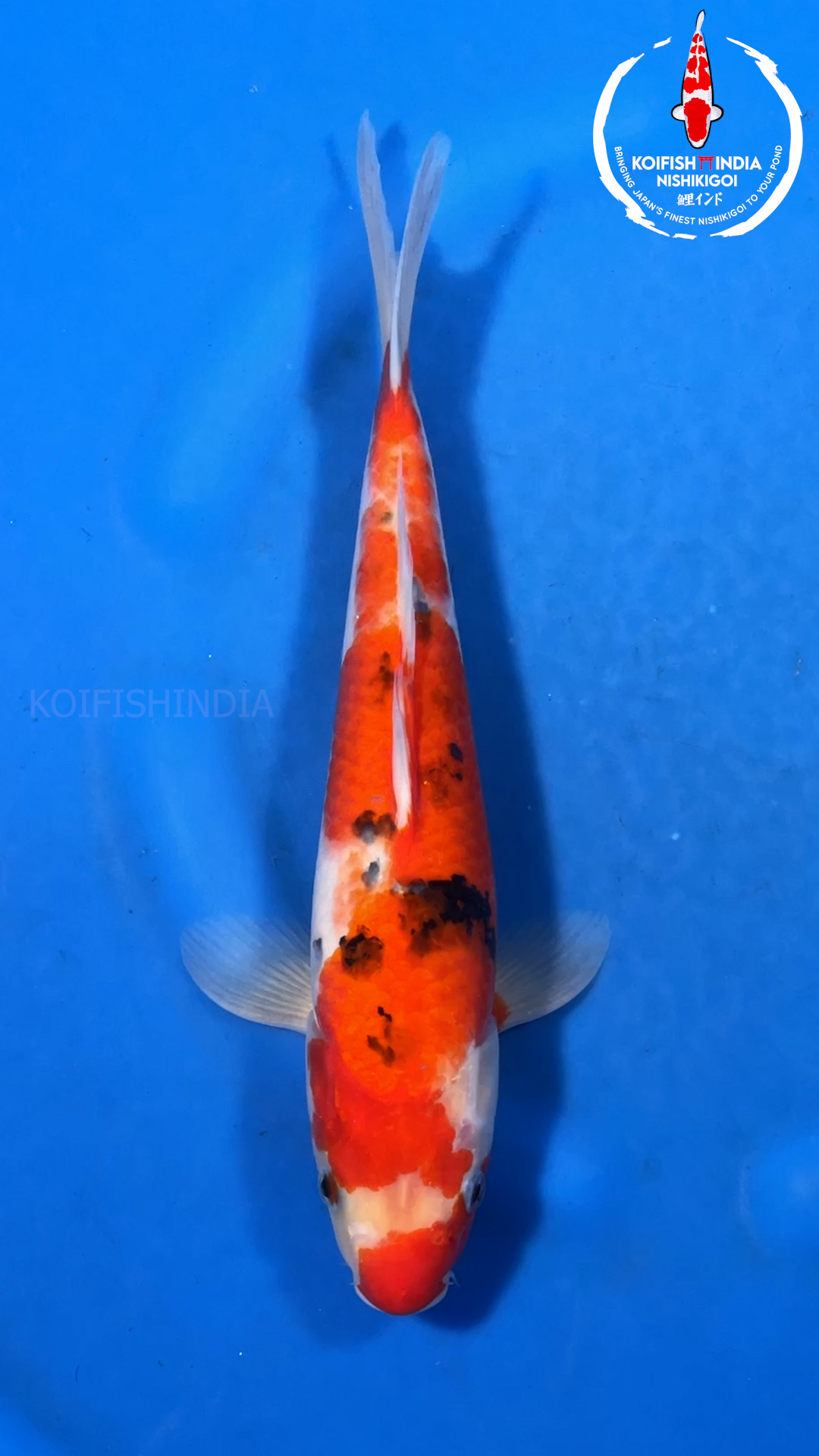 Buy Original Japanese koi fish Online in India