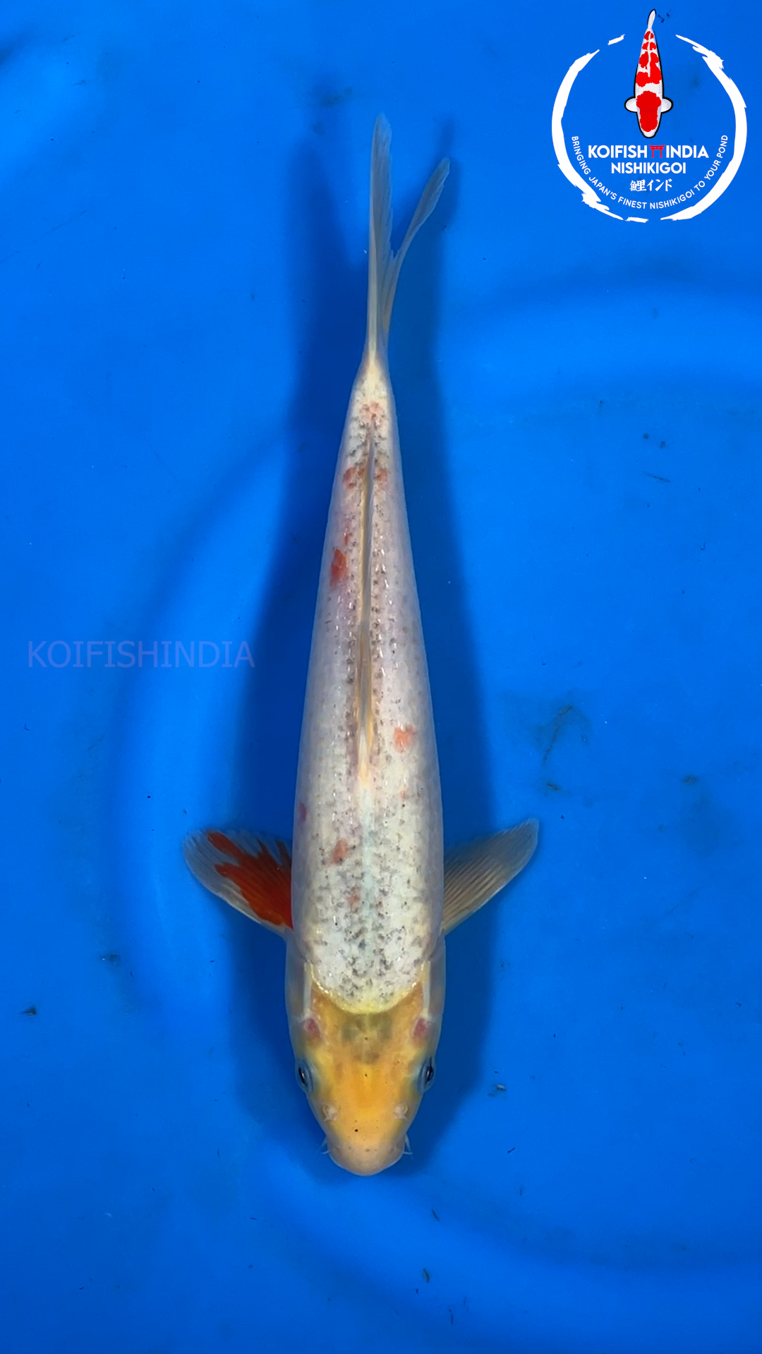 Buy Original Japanese koi fish Online in India