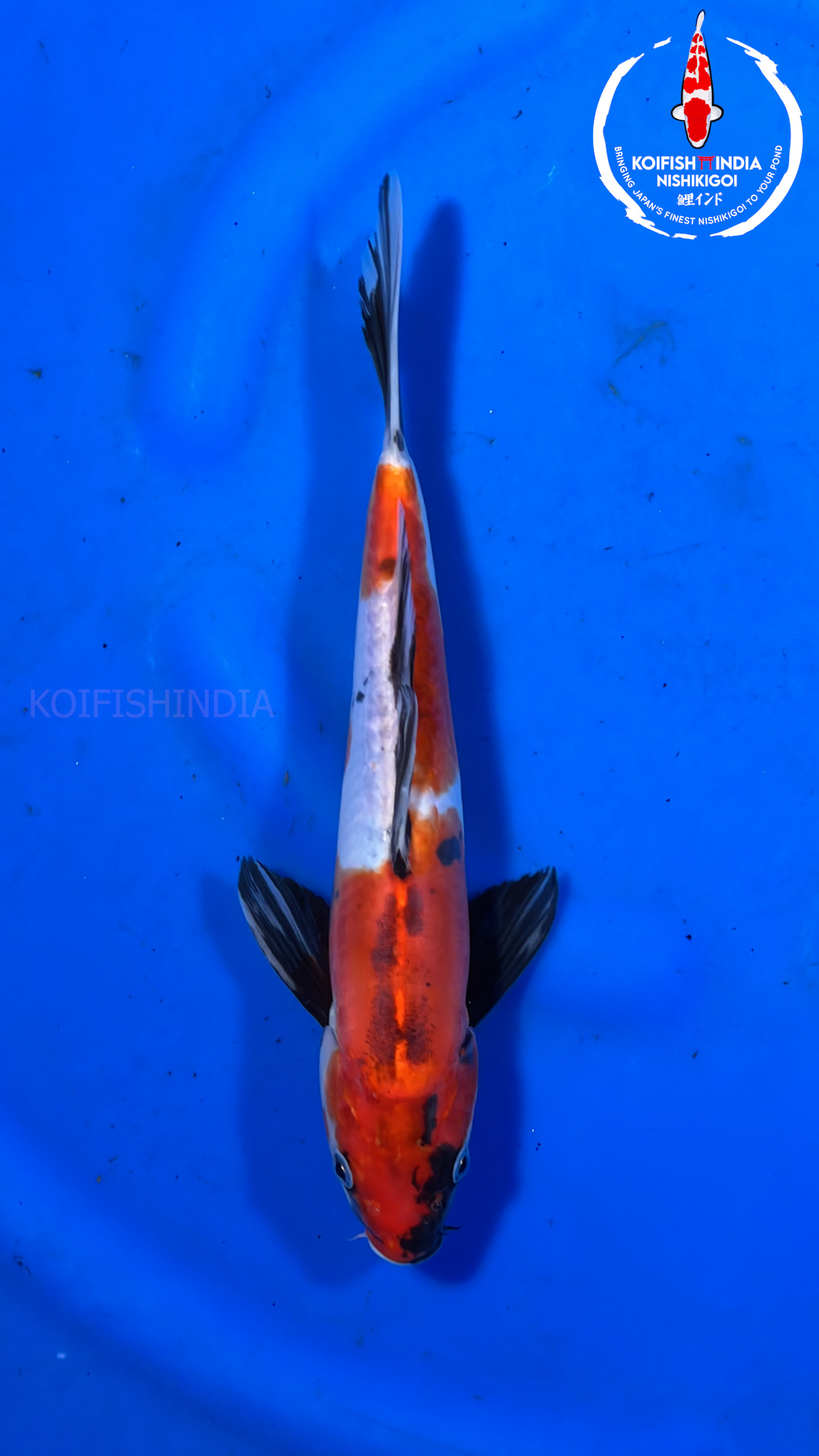 Buy Original Japanese koi fish Online in India