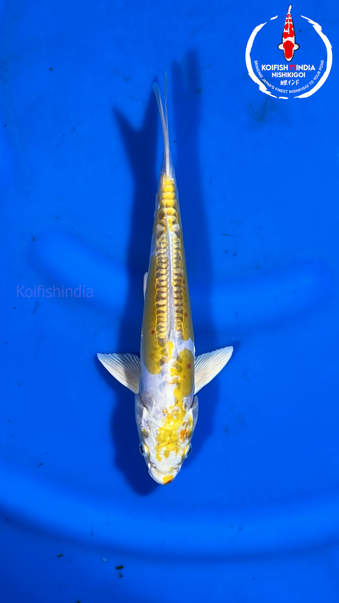 Buy Original Japanese koi fish Online in India