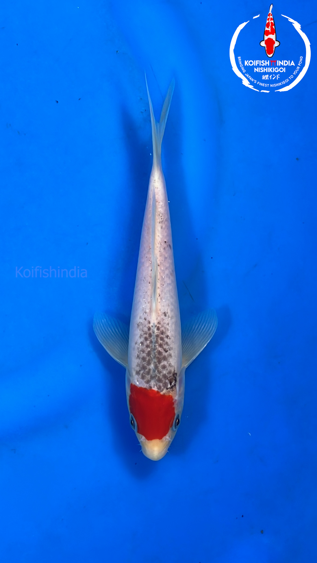 Buy Original Japanese koi fish Online in India