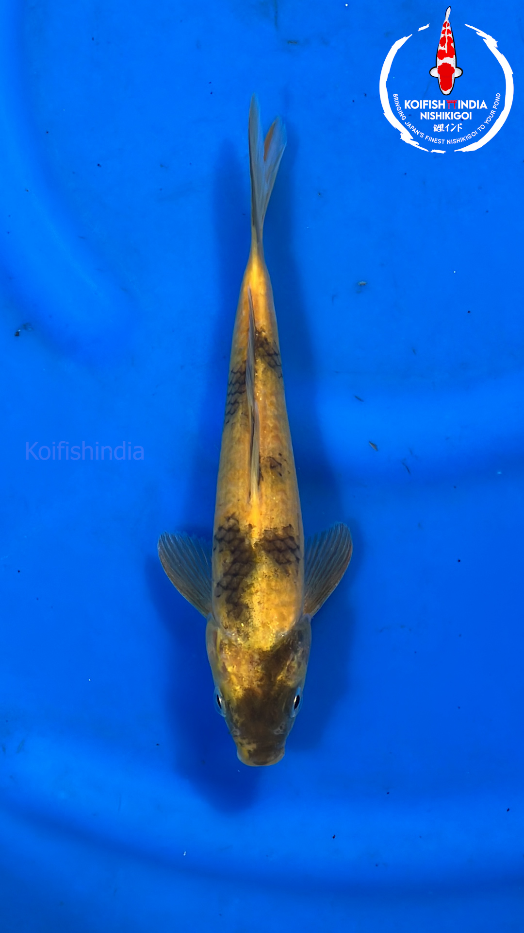 Buy Original Japanese koi fish Online in India