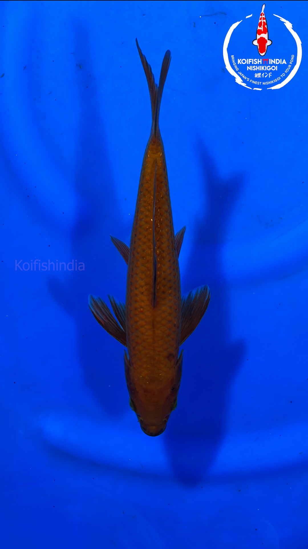 Buy Original Japanese koi fish Online in India