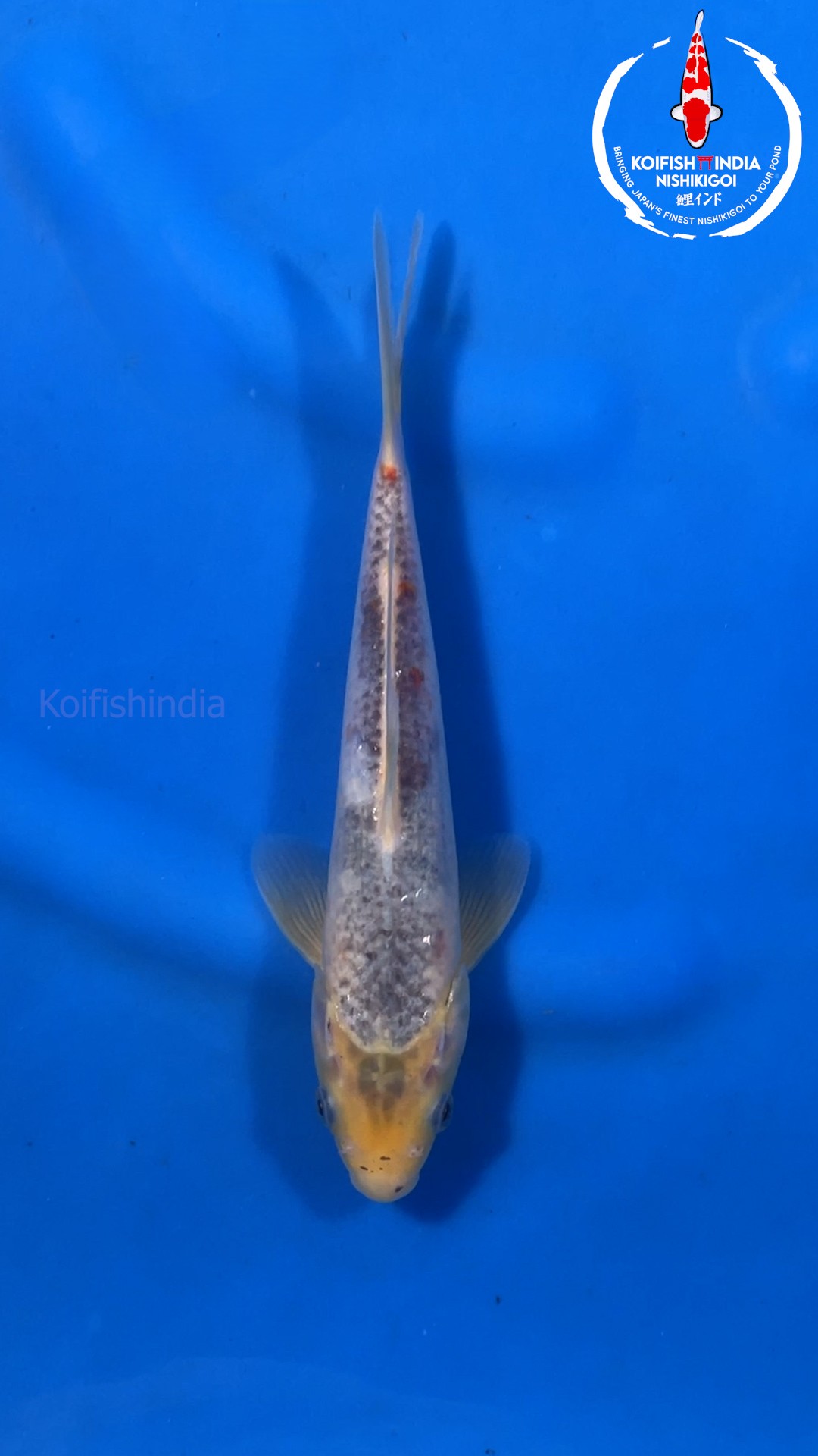 Buy Original Japanese koi fish Online in India
