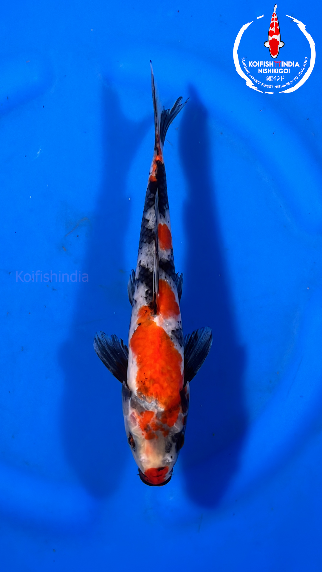 Buy Original Japanese koi fish Online in India