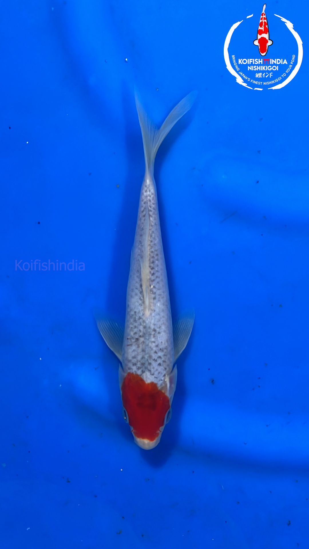 Buy Original Japanese koi fish Online in India
