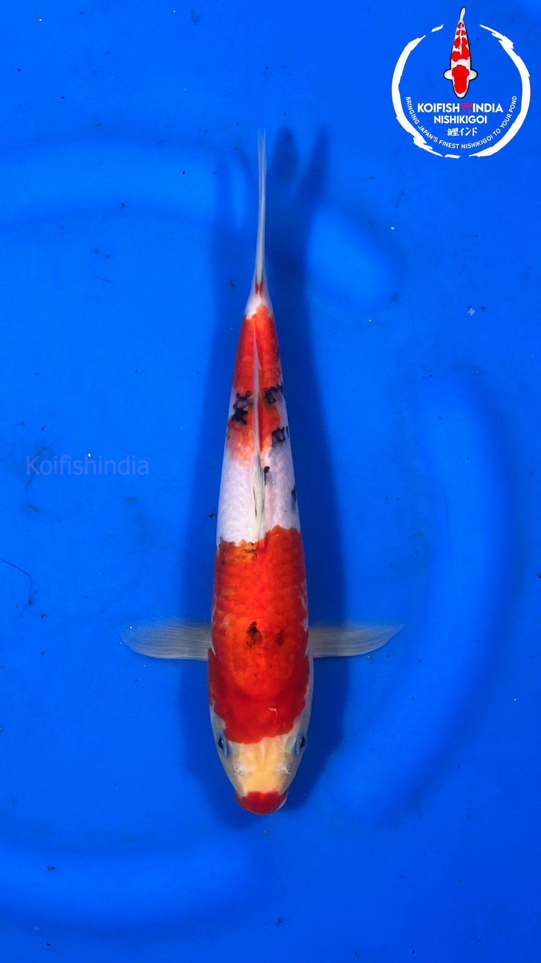 Buy Original Japanese koi fish Online in India