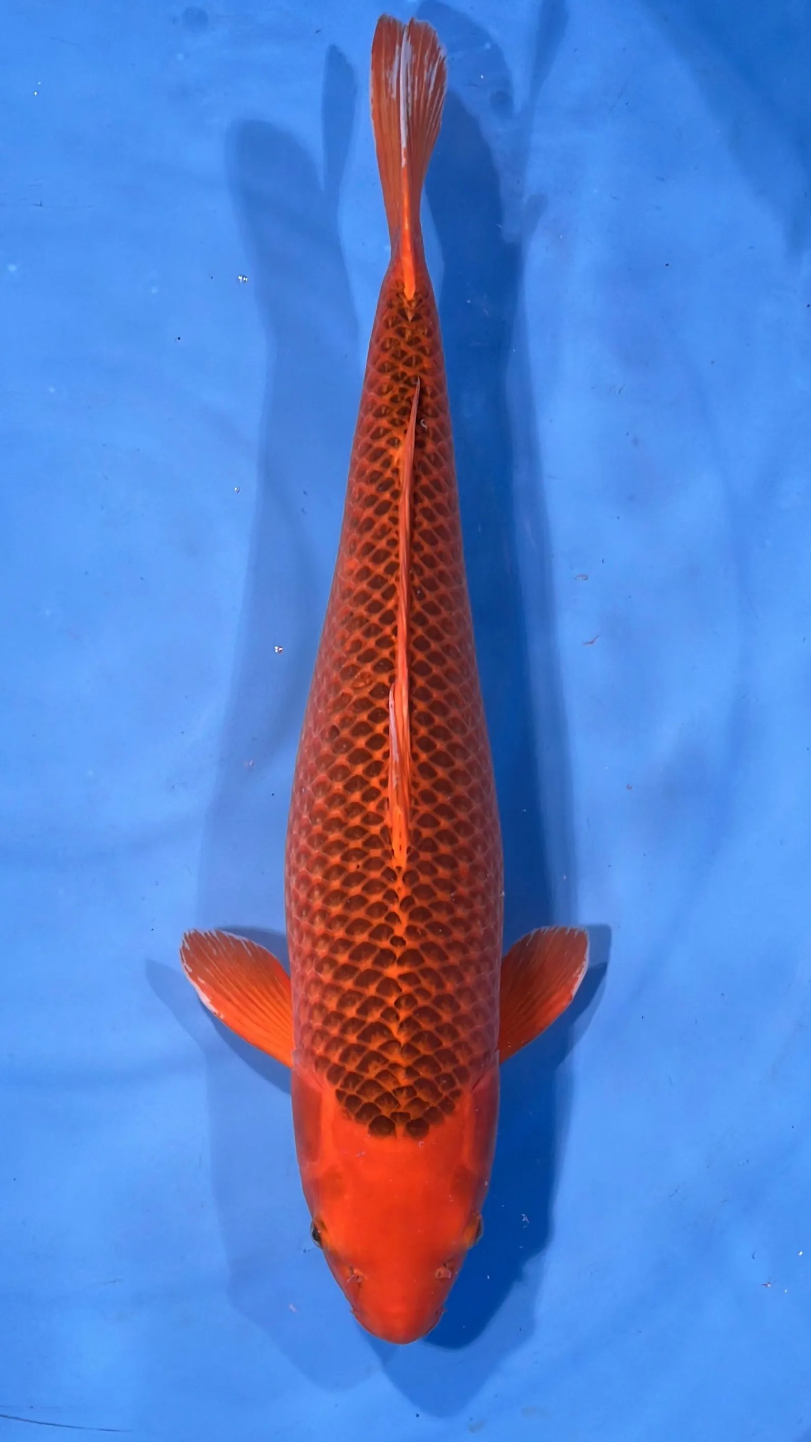 Aka Matsuba 78cm - MFP3 - Buy Japanese koi fish for sales online in India