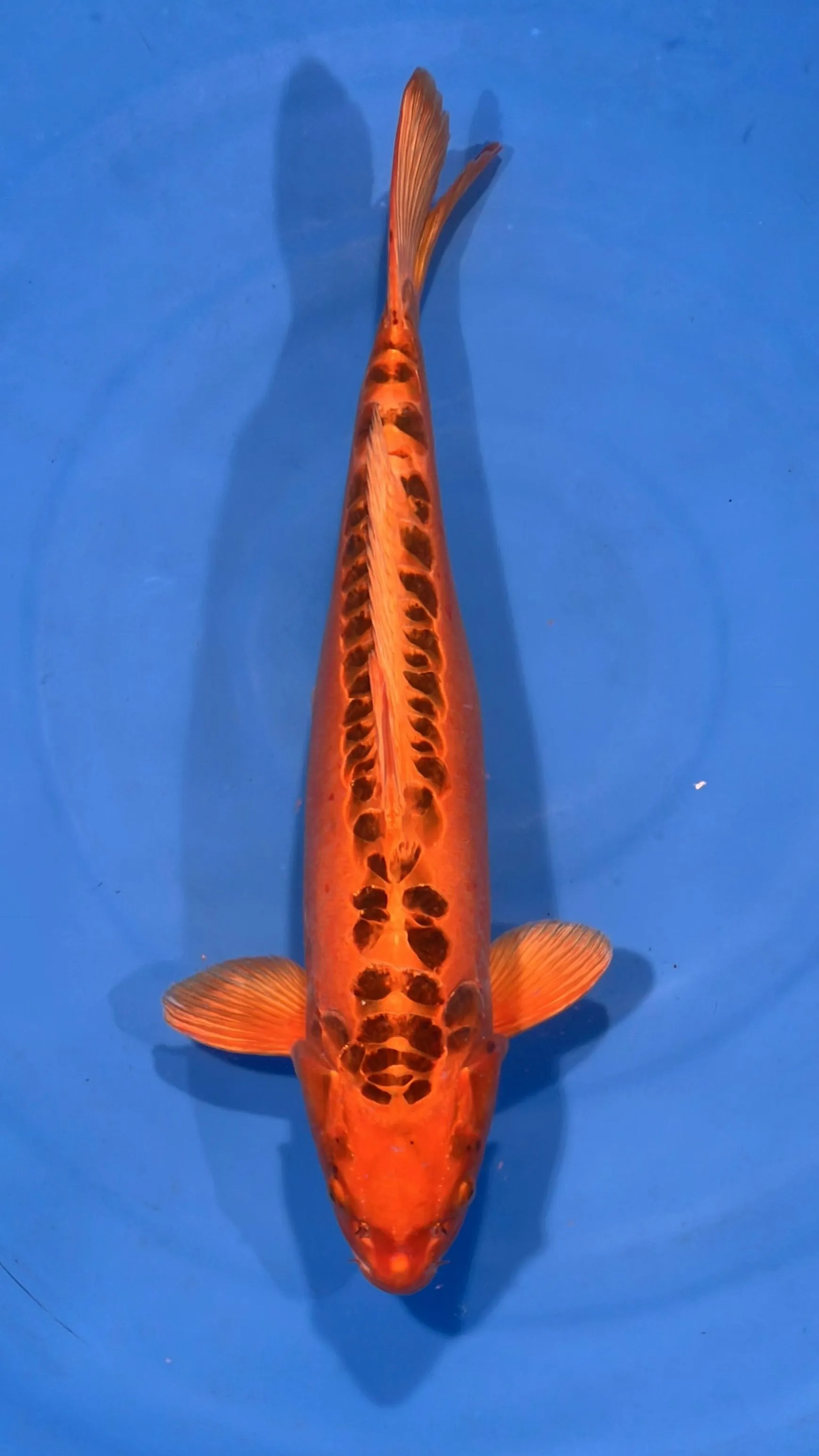 Mizohu Ogon 75cm - MFP3 - Buy Japanese koi fish for sales online in India
