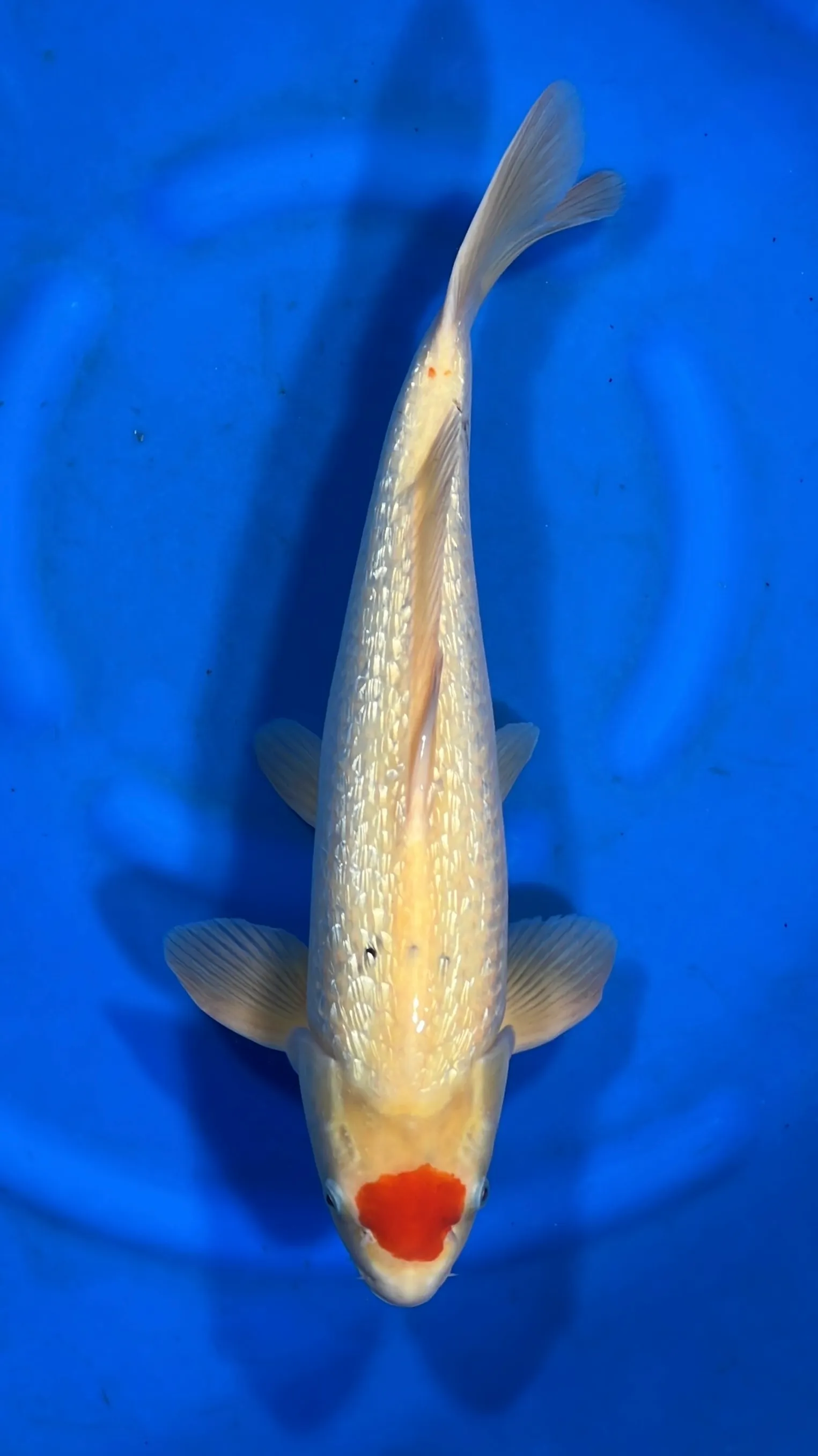 Ginrin Tancho 51cm [Male] - MFP3 - Buy Japanese koi fish for sales ...