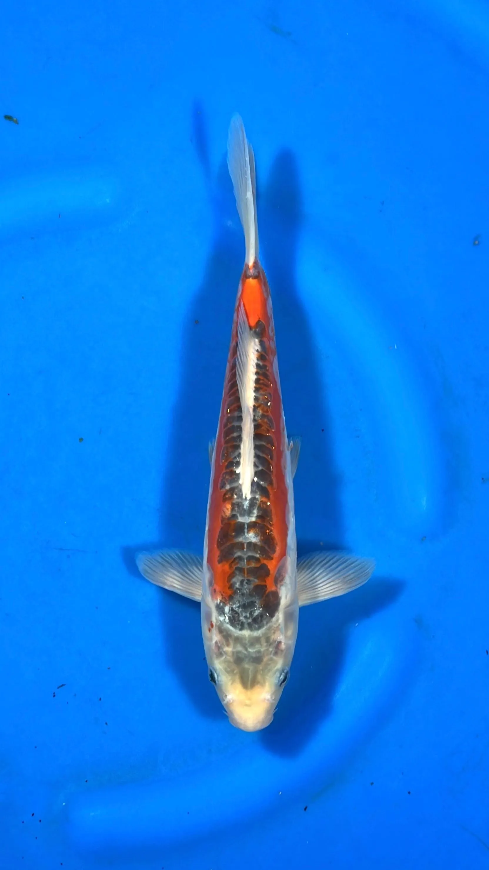 Shusui 29cm - NFP3 - Buy Shusui Japanese koi fish for sales online in India