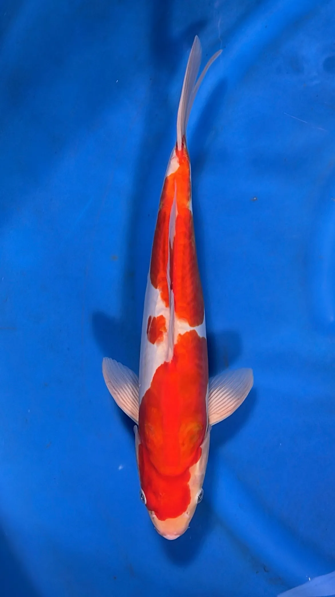 Doitsu Kohaku 19cm - NFP7 - Buy Japanese Koi Fish For Sales Online In India