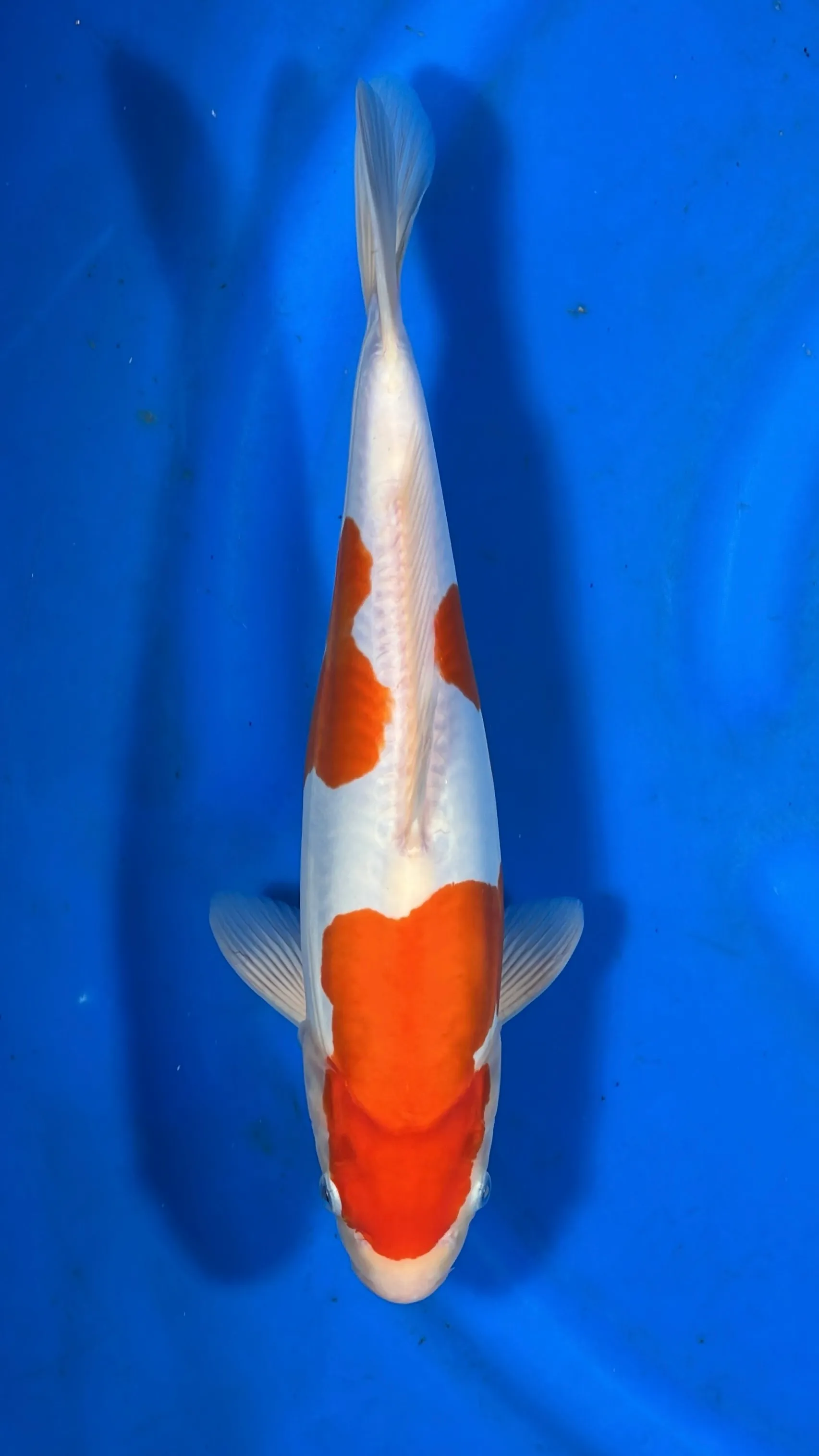 Doitsu Kohaku 35cm - NFP7 - Buy Japanese Koi Fish For Sales Online In India