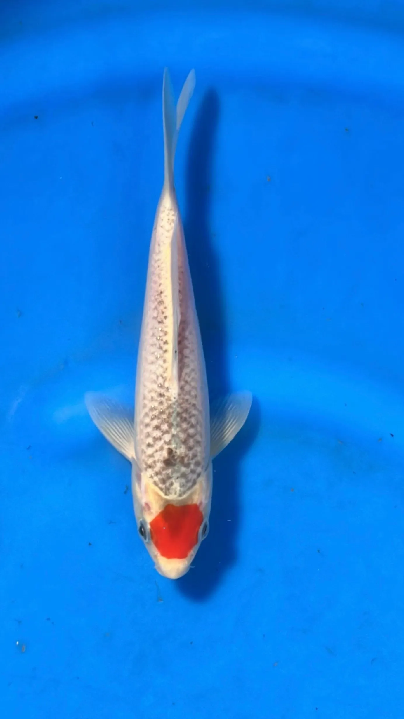 Tancho Goshiki 22cm - NFP5 - Buy Japanese koi fish for sales online in ...