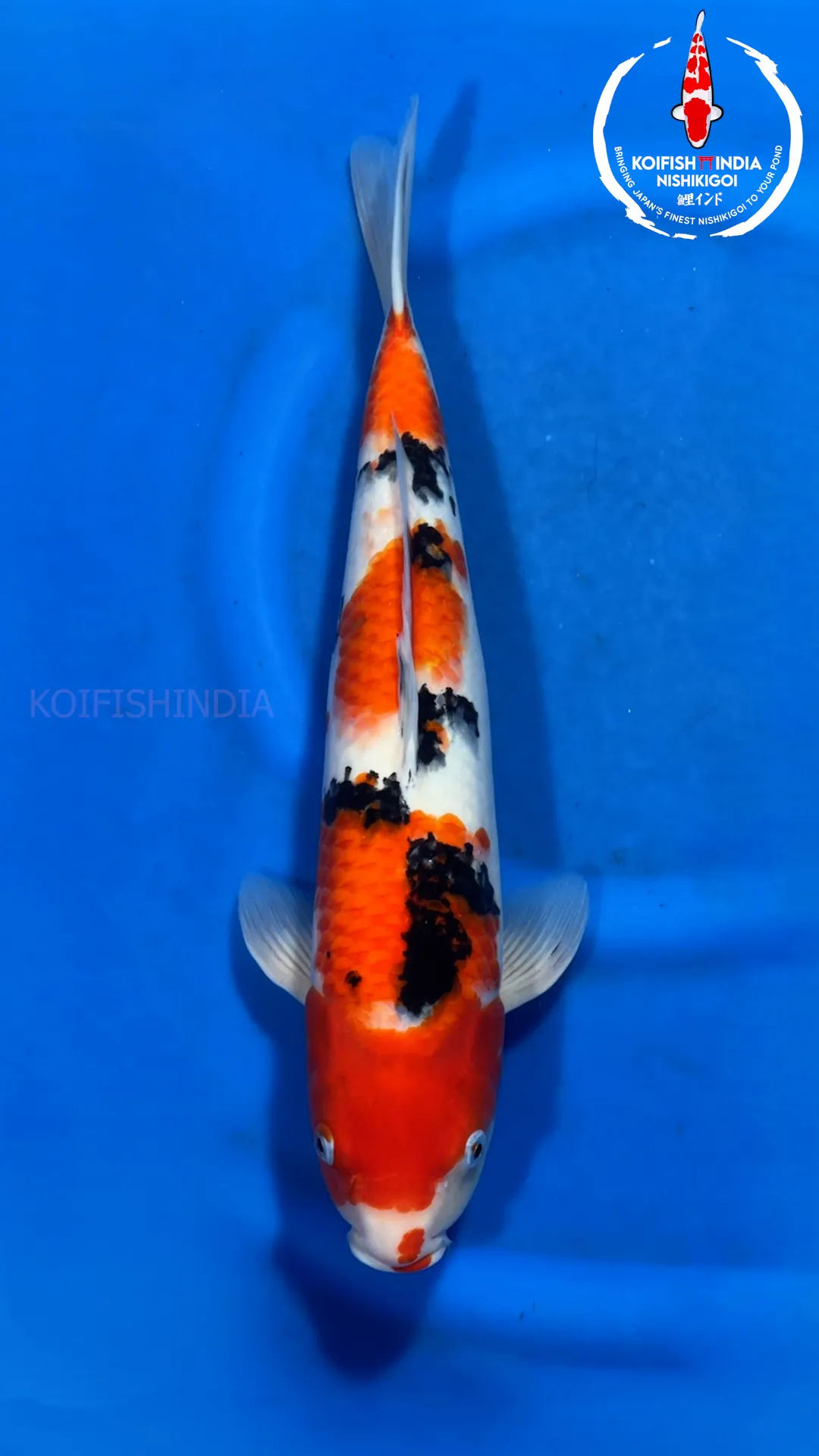 Sanke 56cm – Marusei Koi Farm (MFP6-131) | Buy Imported Japanese Koi ...